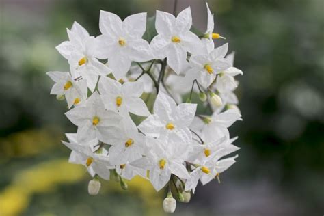 Jasmin Pflanze Richtig Schneiden Jasminum Officinale Hausgarten Net