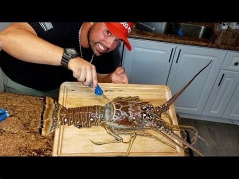 What S Inside This MASSIVE SPINY LOBSTER Catch Clean Cook Florida