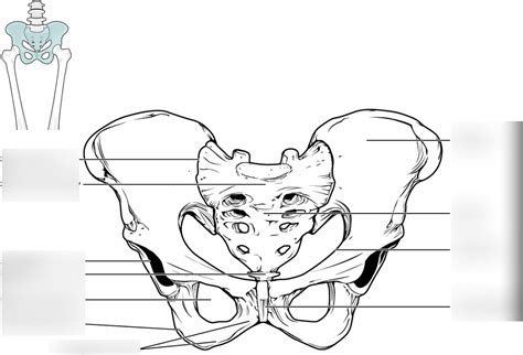 Pelvic Girdle Diagram Quizlet