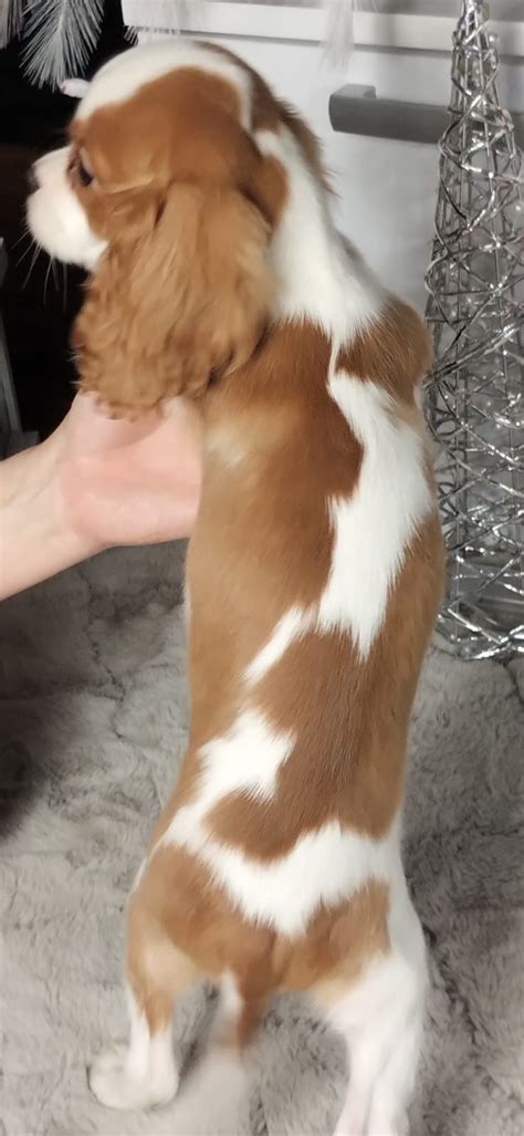 Cavalier King Charles Spaniel Piesek Z Rodowodem Oblas OLX Pl