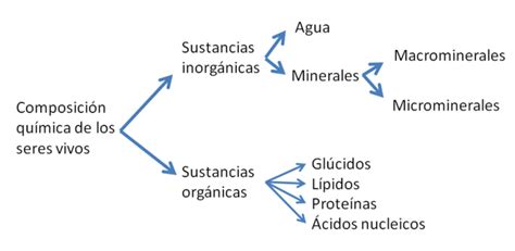 COMPOSICION QUIMICA DE LOS SERES VIVOS