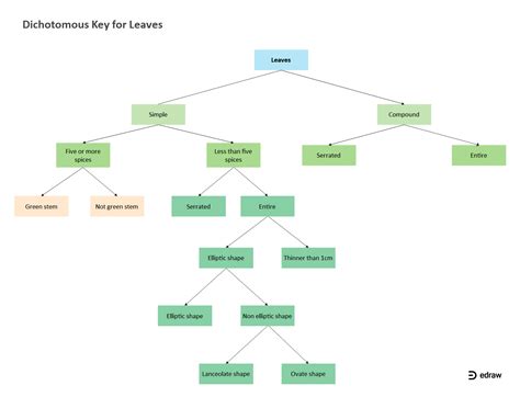 Dichotomous Key Template