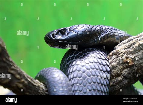 Schwarze Speikobra Black Spitting Cobra Naja Nigricincta Woodi