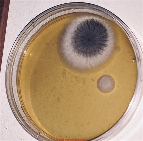Mold Identification Chart