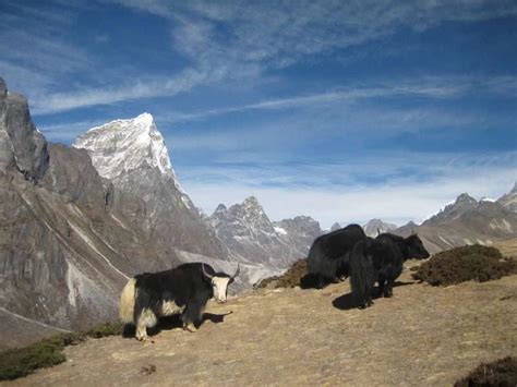 Kala Patthar Trek 18 Days For 2024 Nepal Mother House Treks