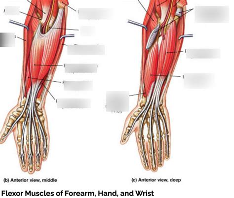 Deep Muscles Of Anterior Forearm Diagram Quizlet