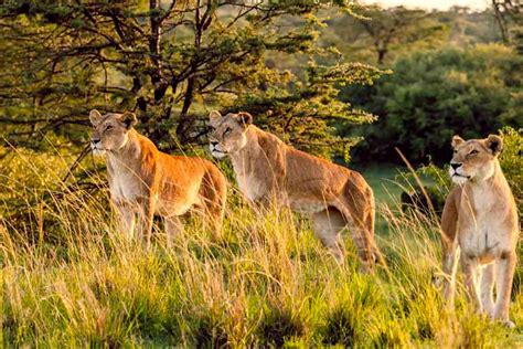 3 Days Rwanda Akagera Wildlife Safari One More Adventure Safaris
