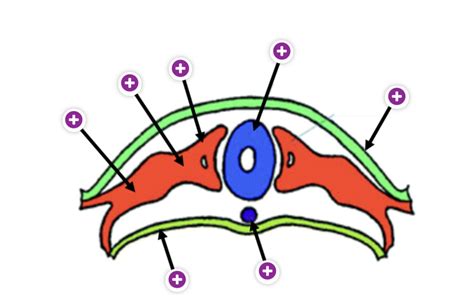 Diagram Of Embryology Diagram Quizlet