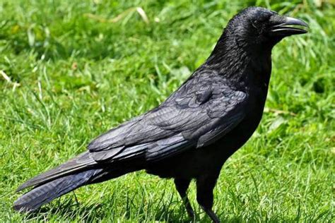 Cómo es el cuervo Características de los cuervos