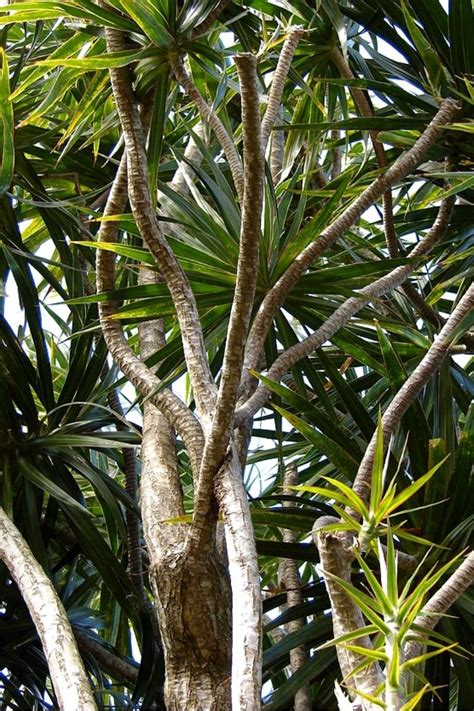 Growing Dracaena Marginata How To Grow Them