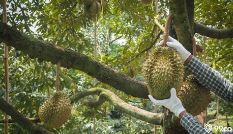 Cara Menanam Durian Dalam Pot Agar Cepat Berbuah Begini 4 Cara