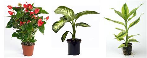 Estas Son Las Plantas Que Debes Tener En Tu Casa Para Purificar El Aire