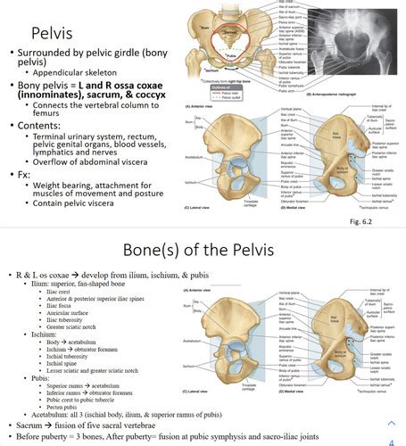 Ca Intro To The Pelvis And Perineum Flashcards Quizlet