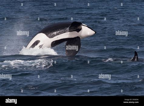Transient Killer Whale Orca Orcinus Orca Large Adult Male Breaching