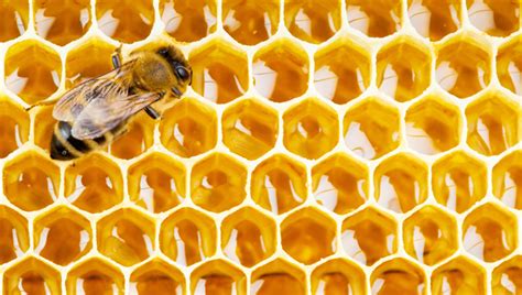 México desperdicia producción de miel de abeja