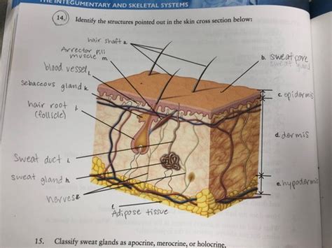 Biology Terms Definitions For Anatomy Mid Term Study Flashcards Quizlet