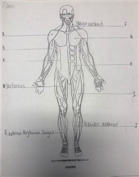 Muscular System Front Diagram Quizlet