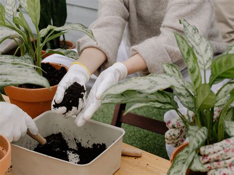 Wann Calathea umtopfen Tipps und Tricks für gesunde Pflanzen