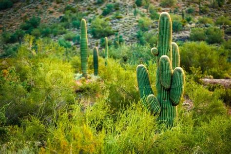 Arizona Desert Large Green Cactuses Stock Image Colourbox