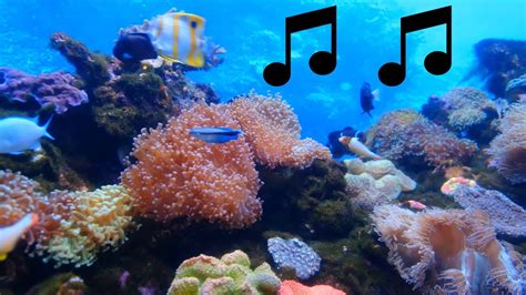 MÚSICA RELAXANTE FUNDO DO MAR ACALMA E RELAXA YouTube