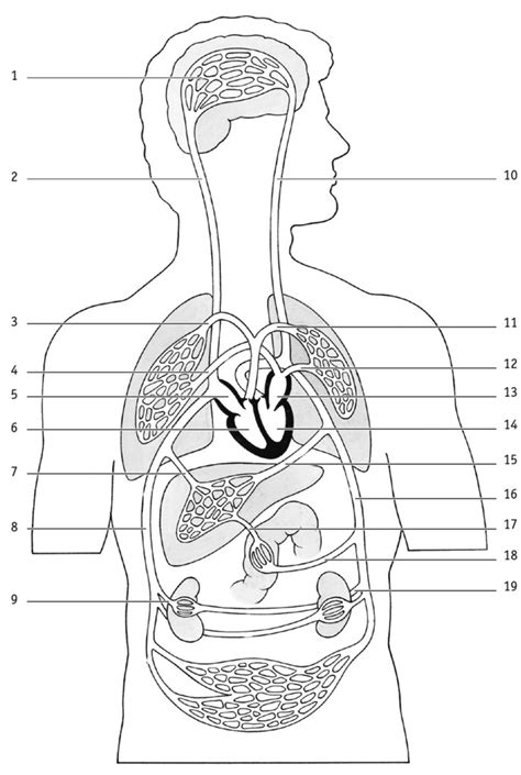 Biologie Diagram Quizlet
