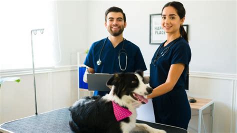 Toma aire antes de saber cuánto gana un veterinario en Los Ángeles Terra