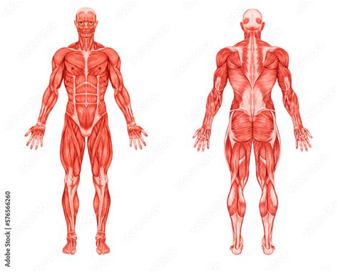 Anatomy Male Muscular System Posterior Stock Illustration Adobe Stock