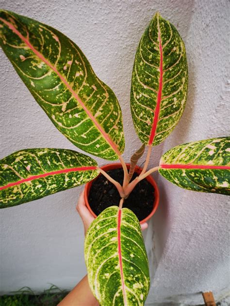 Aglaonema Dona Carmen Furniture Home Living Gardening Plants