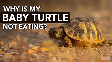 Why Is My Baby Turtle Not Eating Sharksinfo
