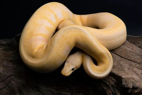 Coral Glow Ball Python BALL PYTHON BREEDER UK