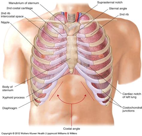 Lungs And Thorax Diagram Quizlet