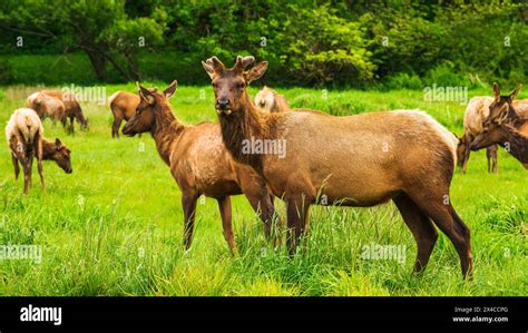 Roosevelt Elk Prairie Creek Redwoods State Park California Usa Stock