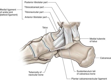 Tarsometatarsal Joint Ligaments