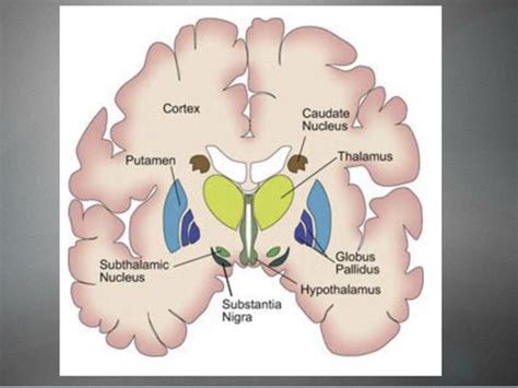 Neuro Ii Exam Basal Ganglia Flashcards Quizlet