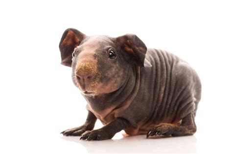 How To Look After A Hairless Guinea Pig Skinny Pig Pets Homes