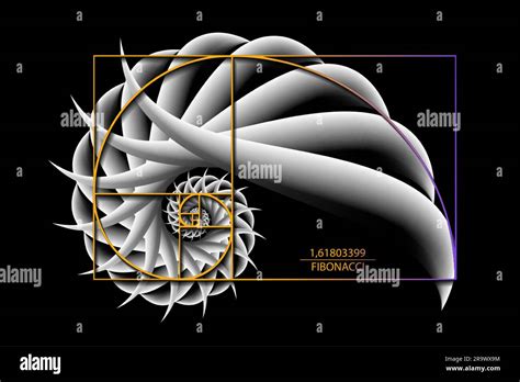 fibonacci sequence golden ratio geometric shapes spiral 3d snail spiral sea shell of white