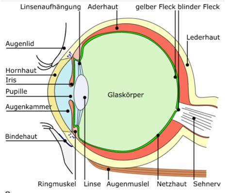 Nawi Auge Optik Nervensystem Karteikarten Quizlet