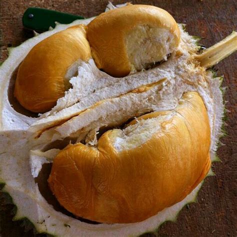 Bibit Durian Duri Hitam Jual Bibit Durian Duri Hitam Asli Harga 2022