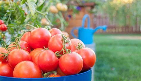 Cómo cultivar tomates en casa Guía completa para disfrutar de tus