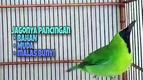PANCINGAN NOMOR SATU Cucak Ijo GACOR NEMBAK FULL ISIAN Agar Burung
