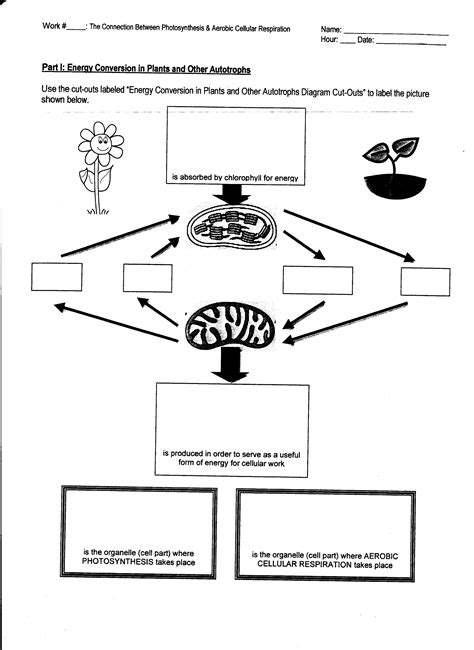 Photosynthesis Vs Respiration Worksheets