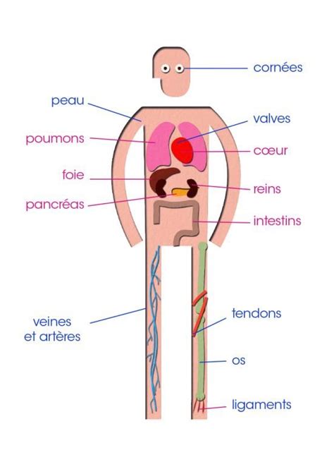 Dons D Organes Et De Tissus