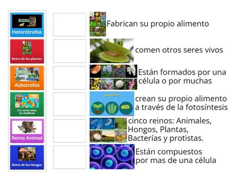 Clasificaci N De Los Seres Vivos Match Up