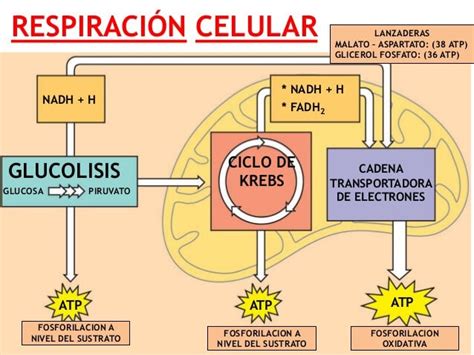 Respiracion Celular Ciclo De Krebs Y Cadena De Transporte De Electrones