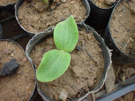 Org Nica Plantas De Semillero Foto Gratis En Pixabay