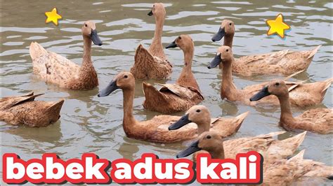 BEBEK ADUS KALI AYAH BEBEK BERENANG APA DUCKS SWIMMING IN TUB