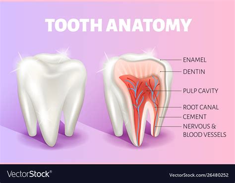 Tooth Anatomy Infographics Realistic 3d Royalty Free Vector