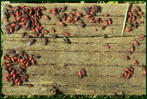 Boxelder Bugs The Ultimate Guide Pf Harris
