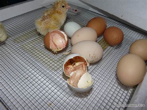 Réglages d un Incubateur Éclosion des Oeufs de Poules