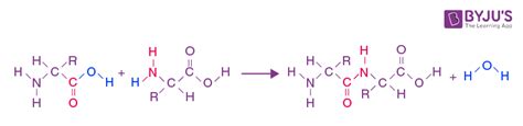 Peptide Bond Definition Formation Structure Examples